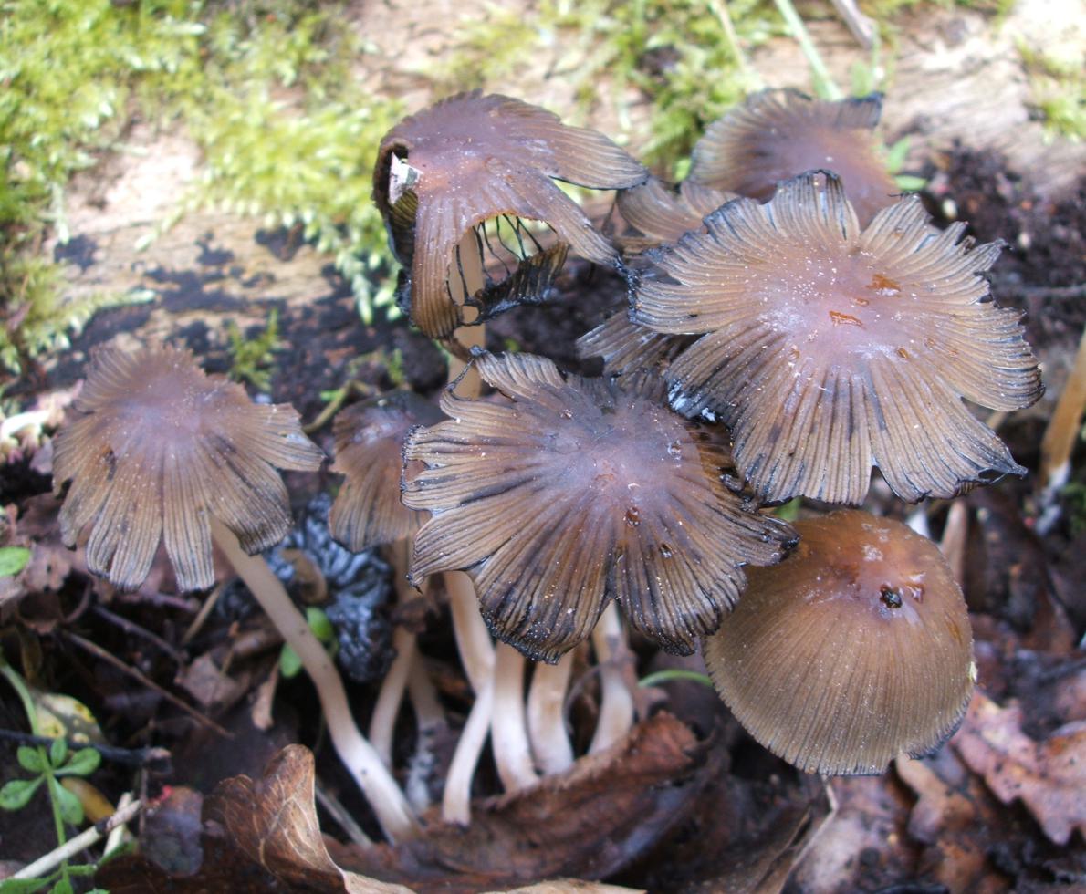 Glistening Inkcap | NatureSpot