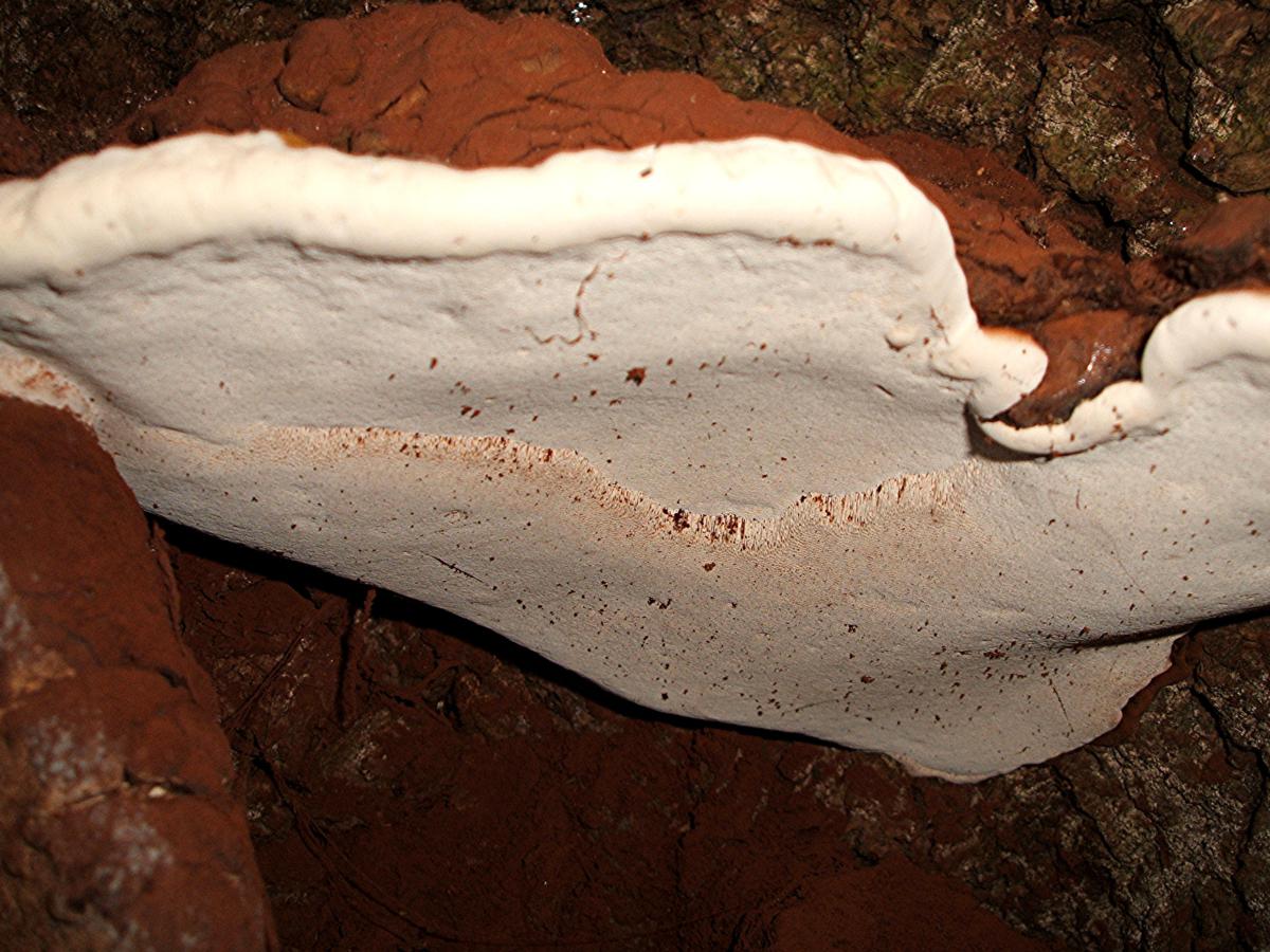 Southern Bracket | NatureSpot