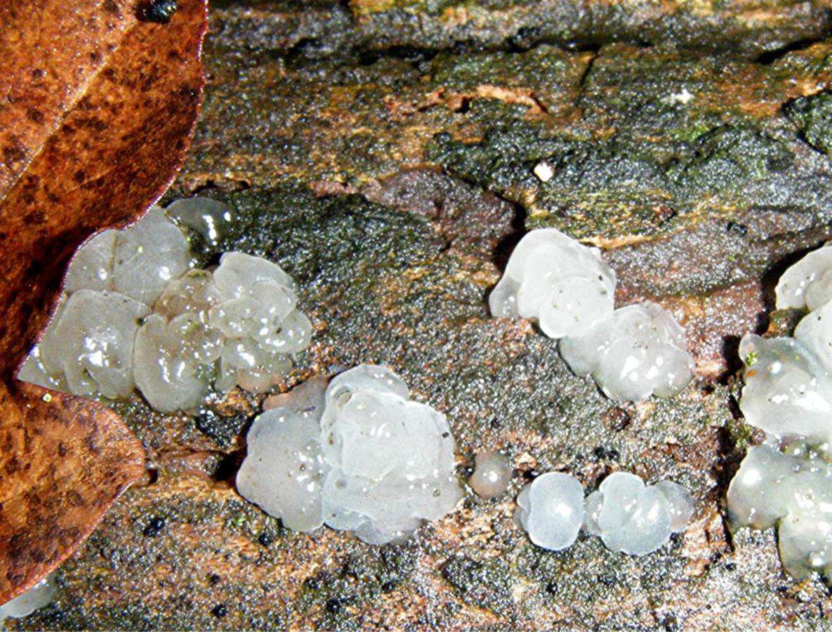 Crystal Brain Fungus | NatureSpot