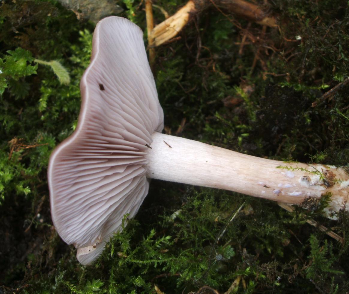 Wood Blewit | NatureSpot