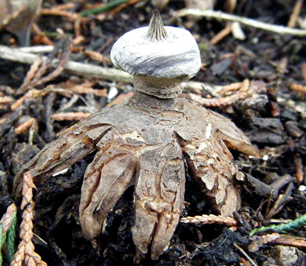 Striate Earthstar | NatureSpot