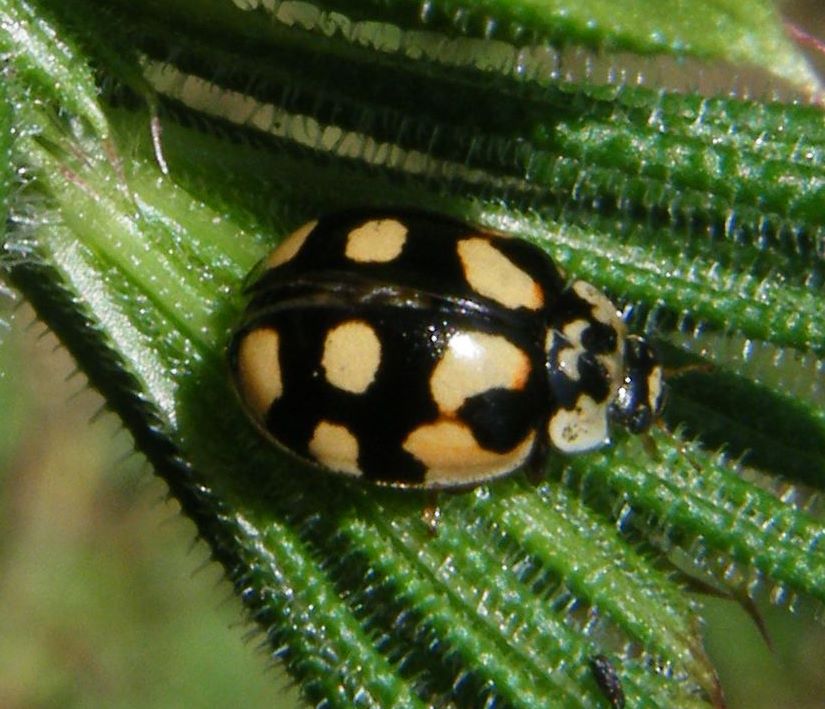 10 Spot Ladybird | NatureSpot