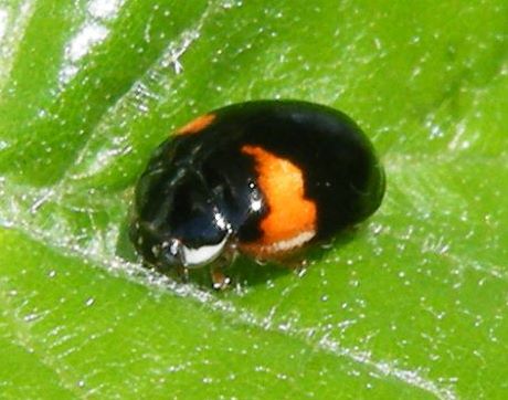 10 Spot Ladybird | NatureSpot