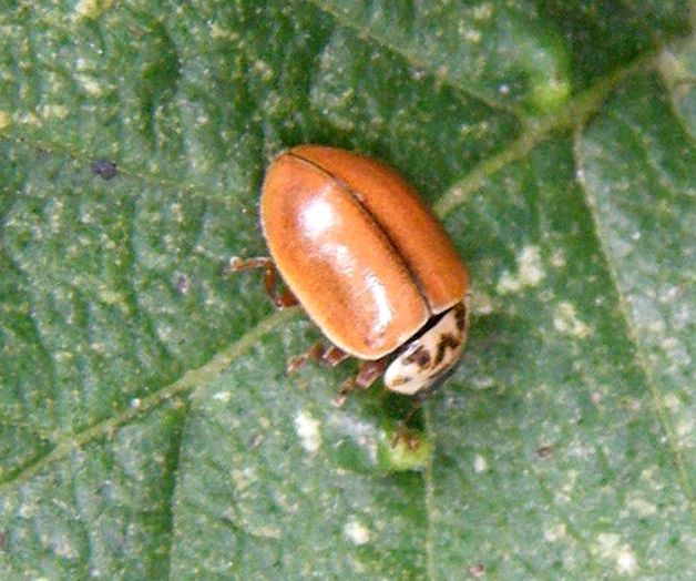Larch Ladybird | NatureSpot