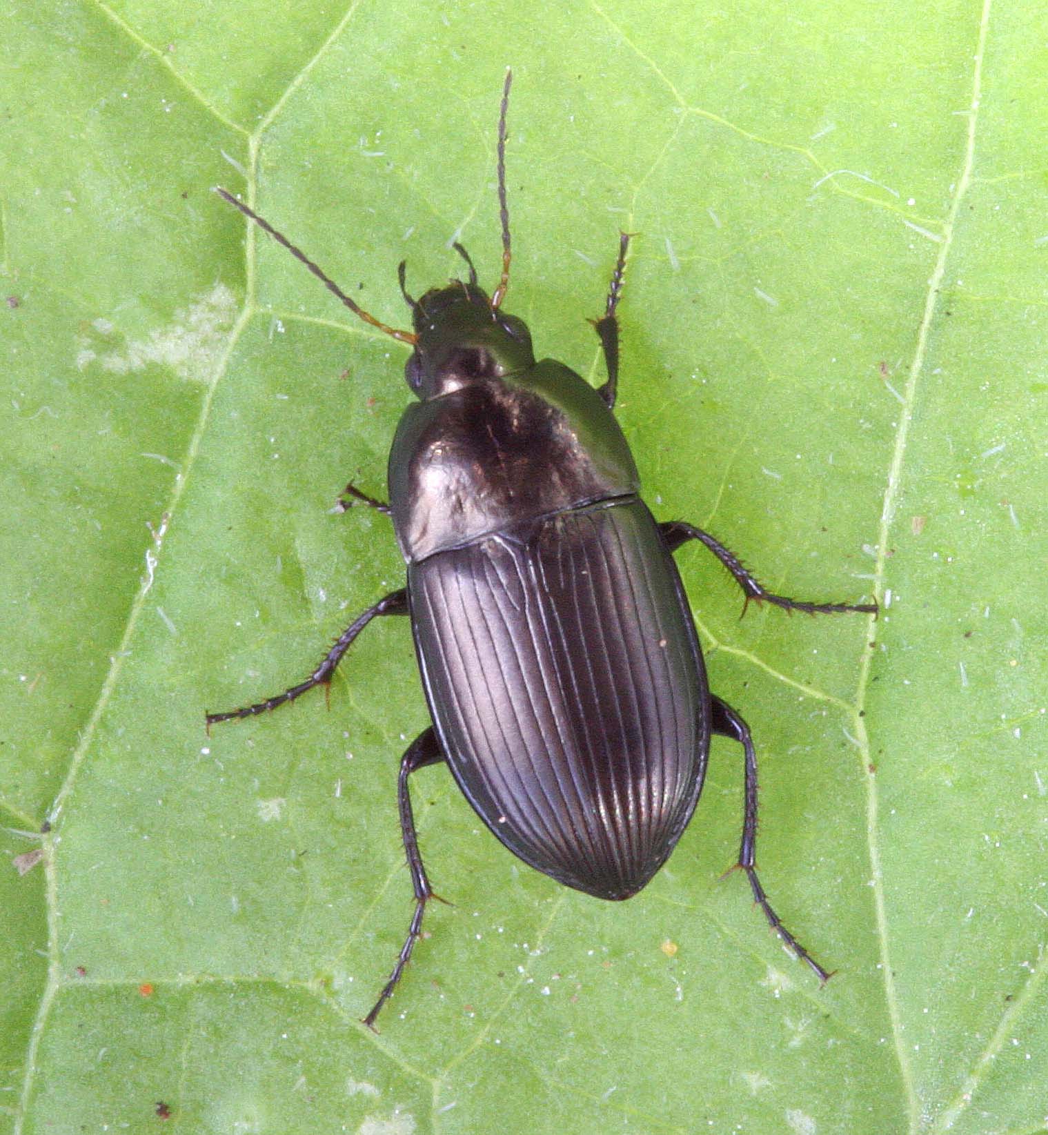 Amara ovata | NatureSpot