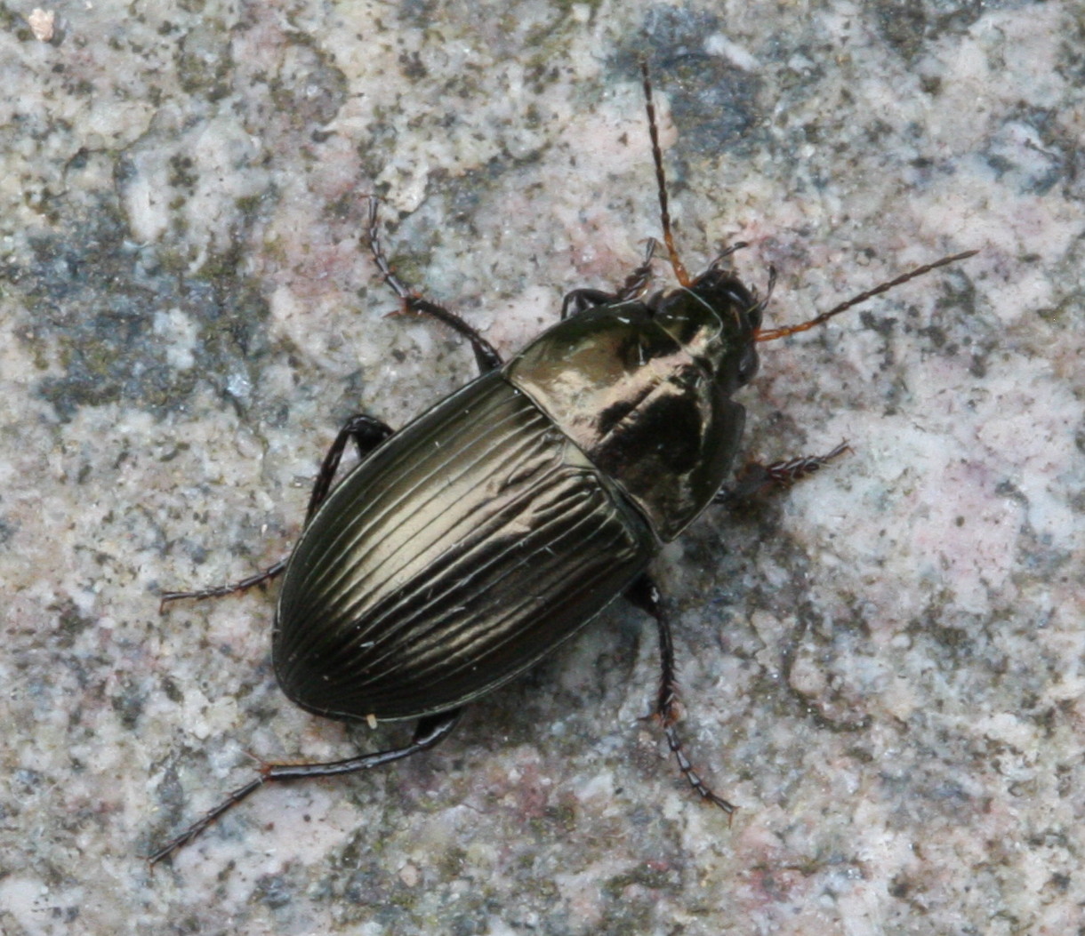 Amara ovata | NatureSpot