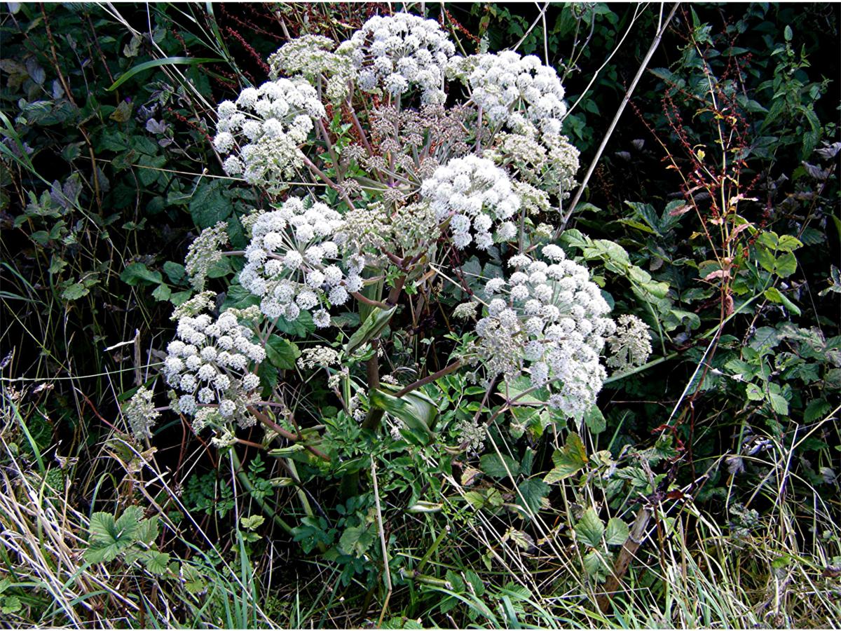 Wild Angelica | NatureSpot