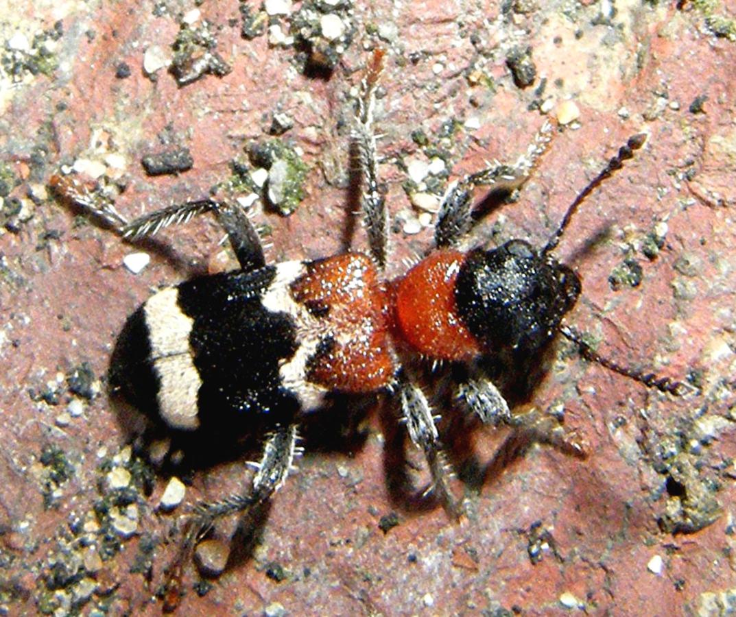 Ant Beetle | NatureSpot