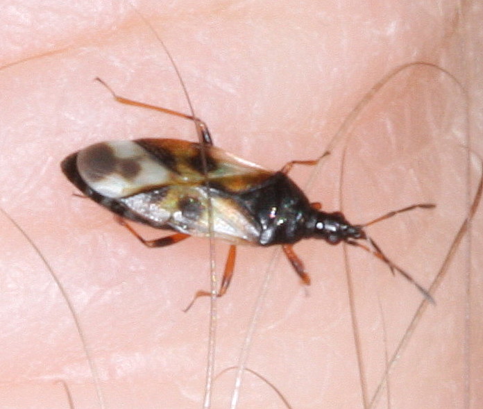 Common Flower Bug | NatureSpot