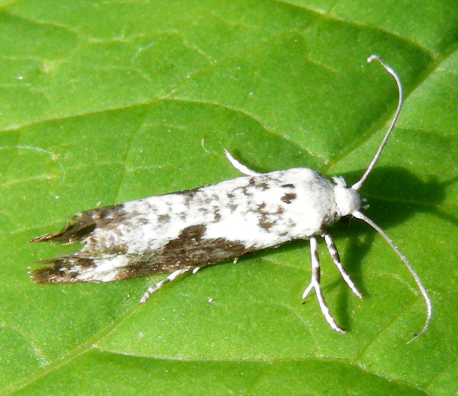 Ash Bud Moth | NatureSpot