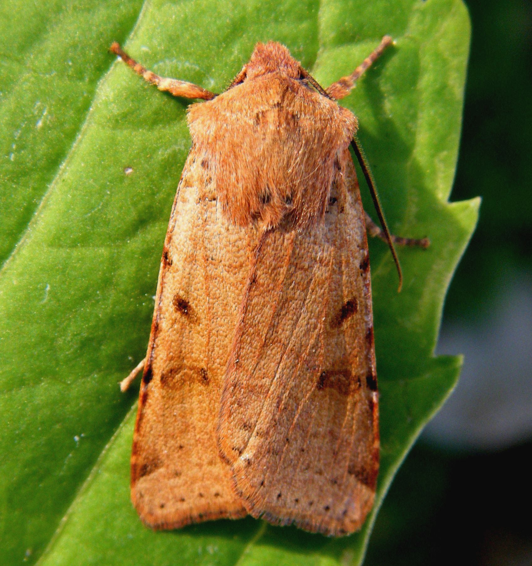 Beaded Chestnut | NatureSpot