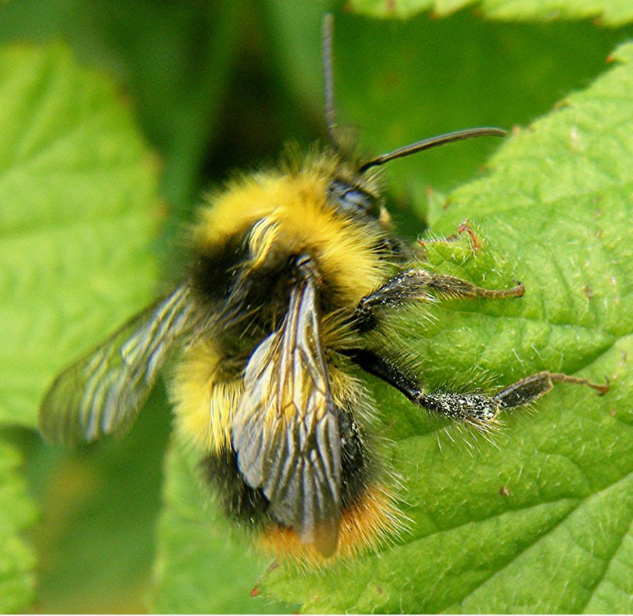 Early Bumblebee | NatureSpot