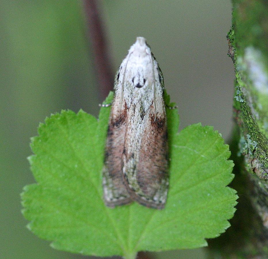 Bee Moth | NatureSpot
