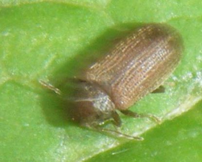 Common Furniture Beetle | NatureSpot