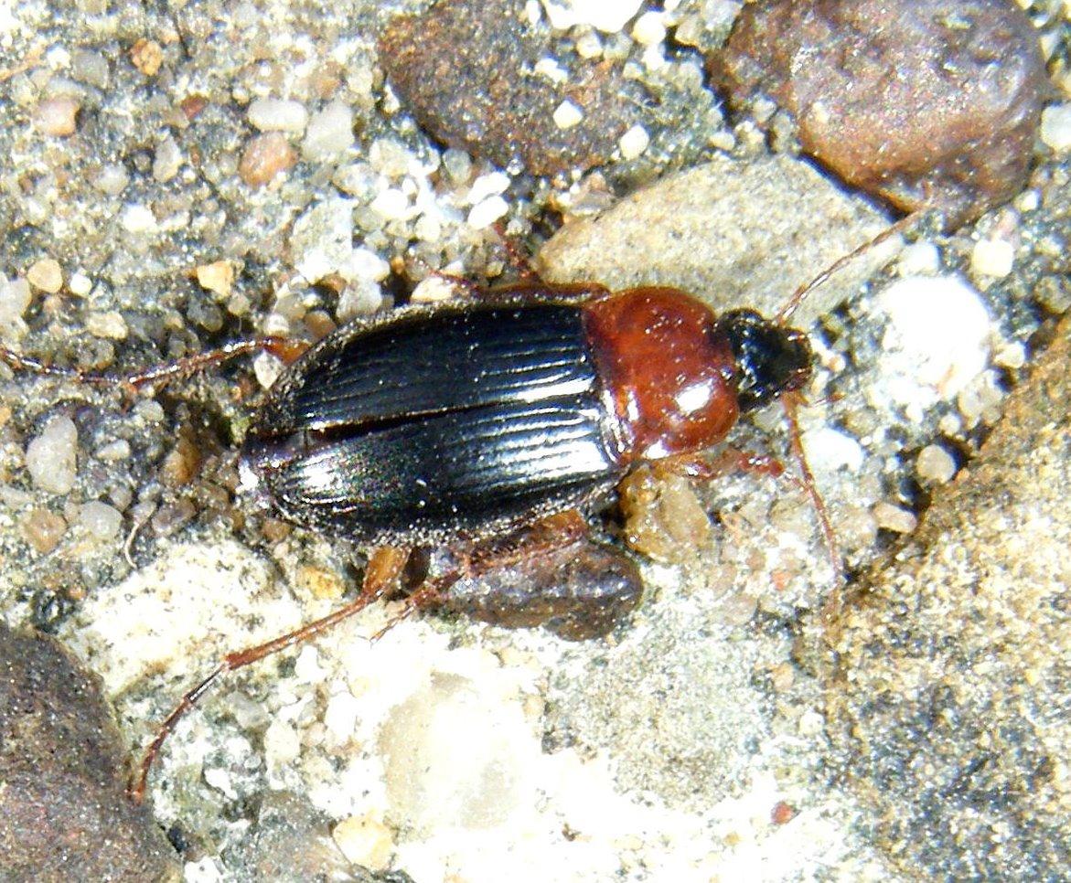 Calathus melanocephalus | NatureSpot