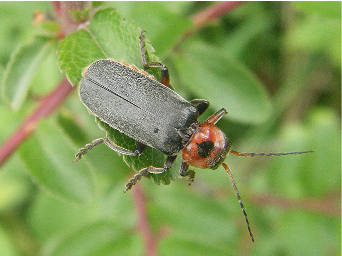 Cantharis rustica | NatureSpot