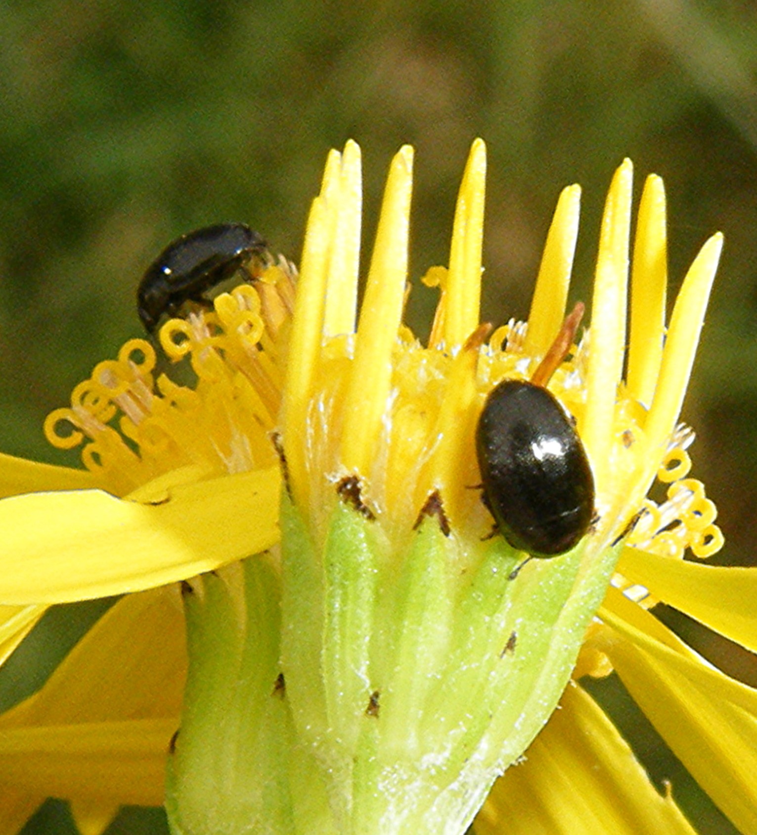 Pollen Beetle | NatureSpot