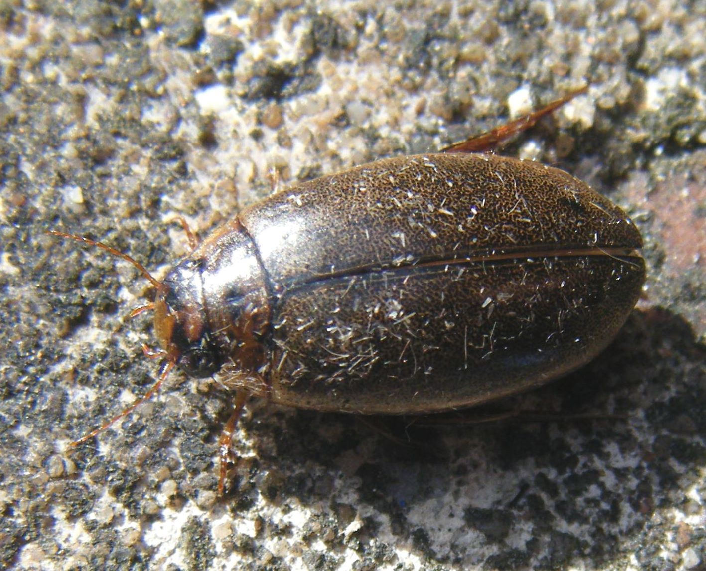 Rhantus suturalis | NatureSpot