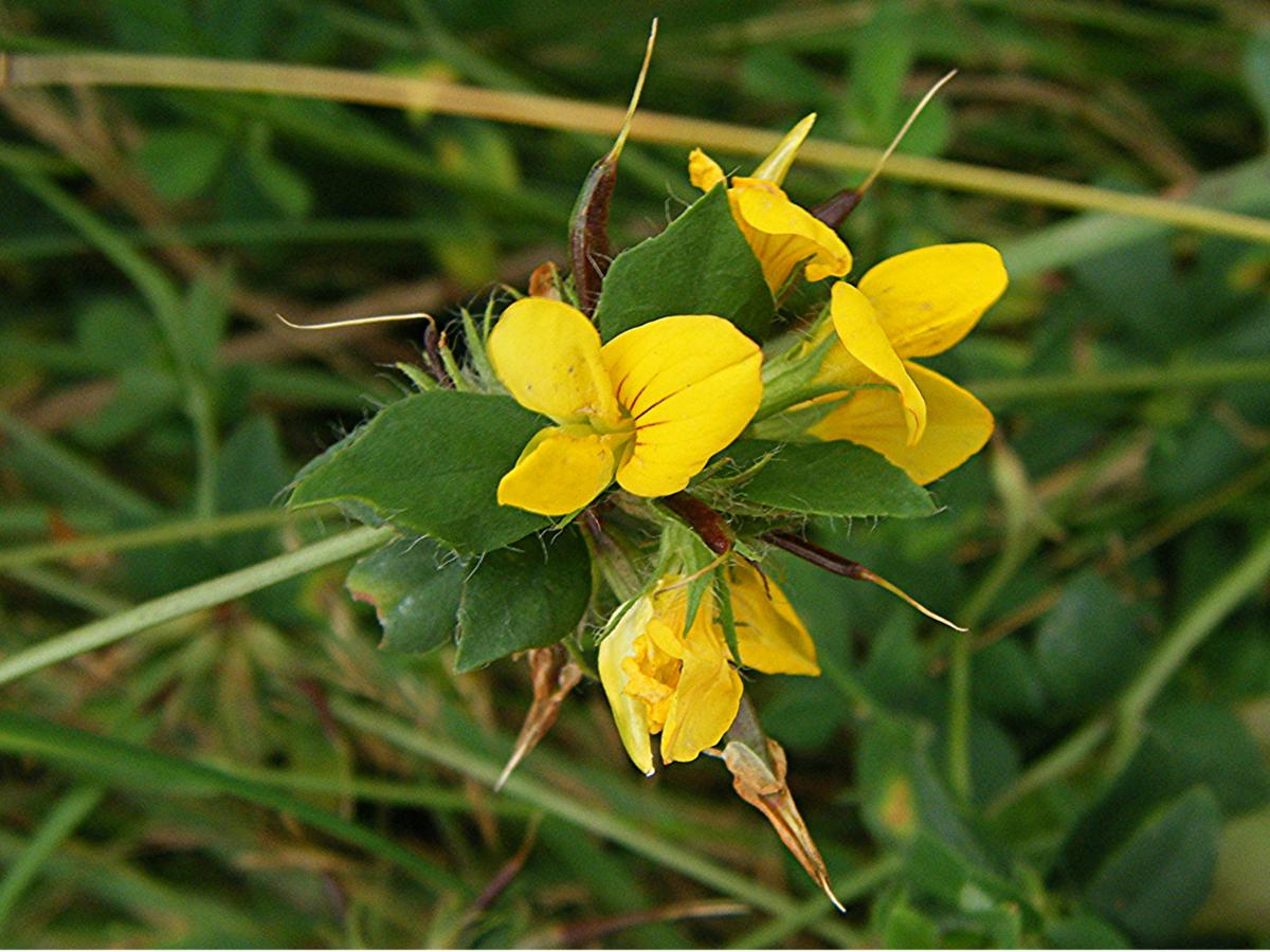 Greater Bird's-foot-trefoil | NatureSpot