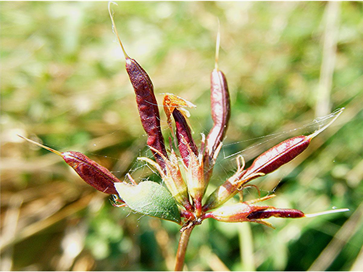 Greater Bird's-foot-trefoil | NatureSpot