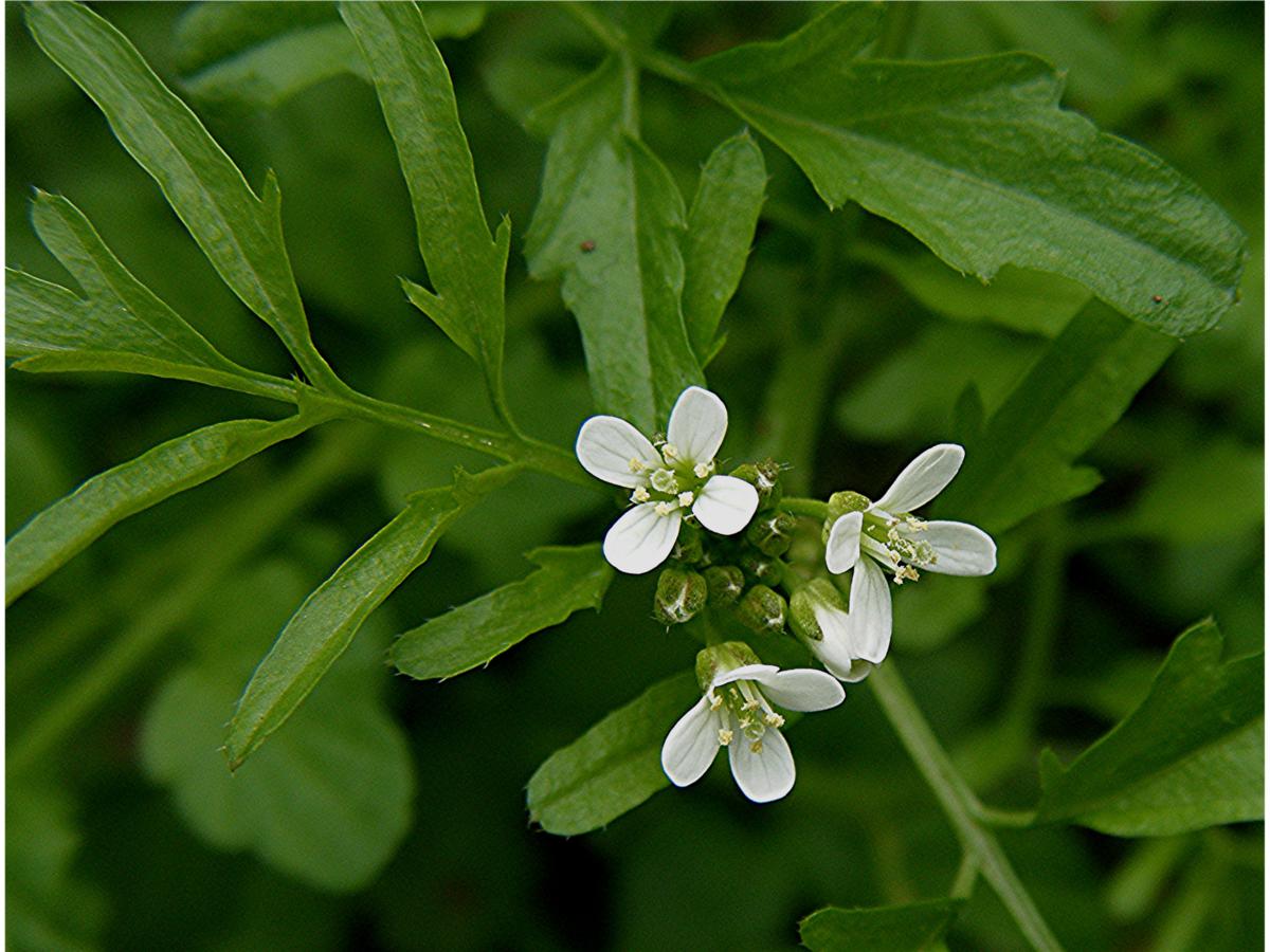 Wavy Bitter-cress | NatureSpot