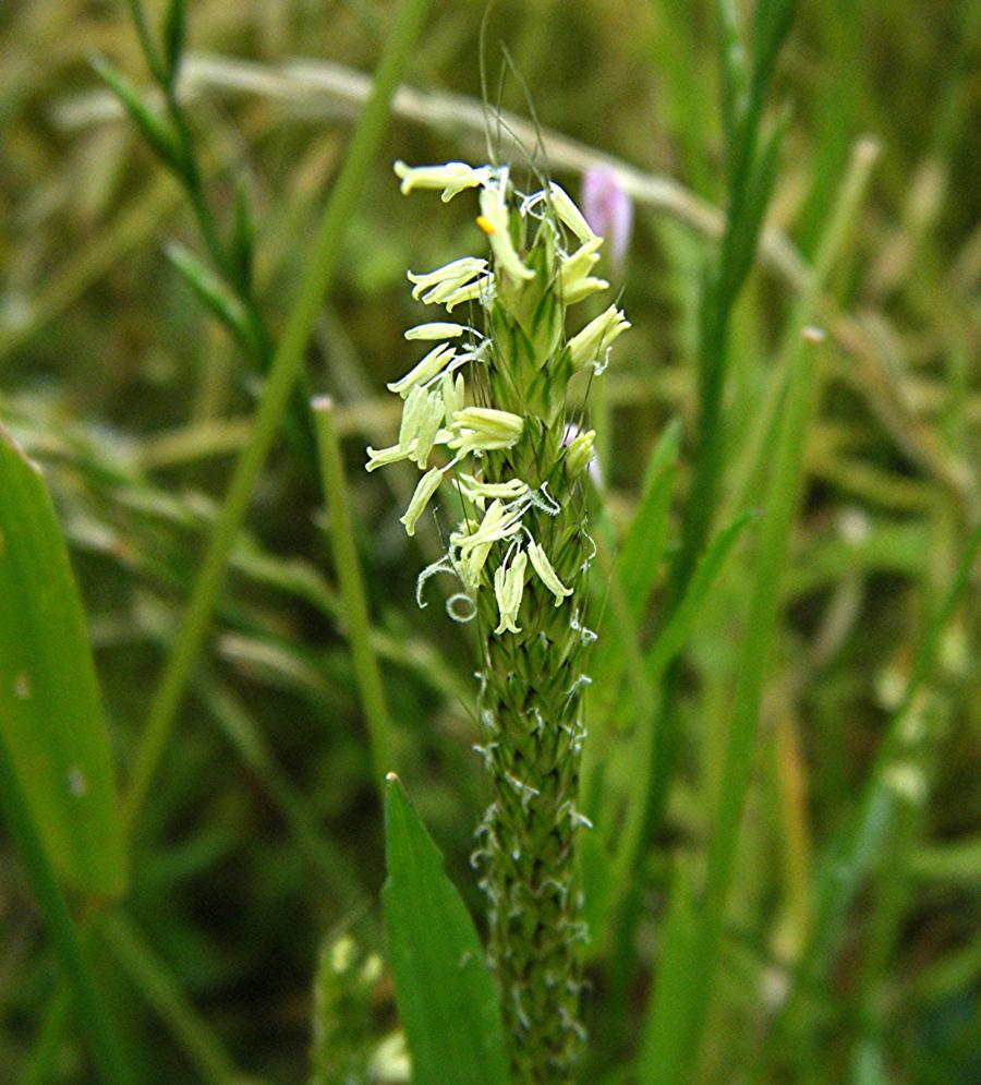 Black-grass | NatureSpot