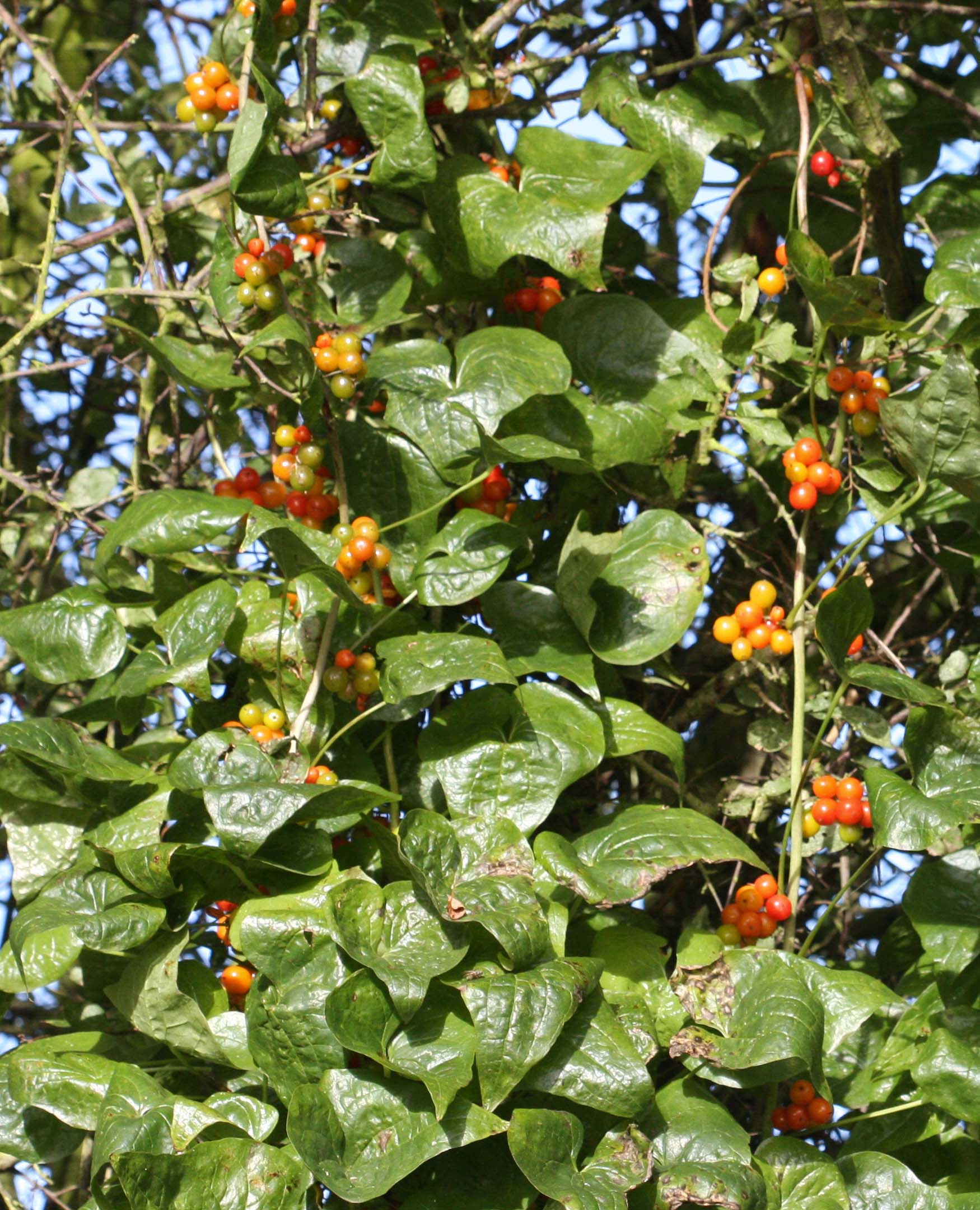 Black Bryony | NatureSpot