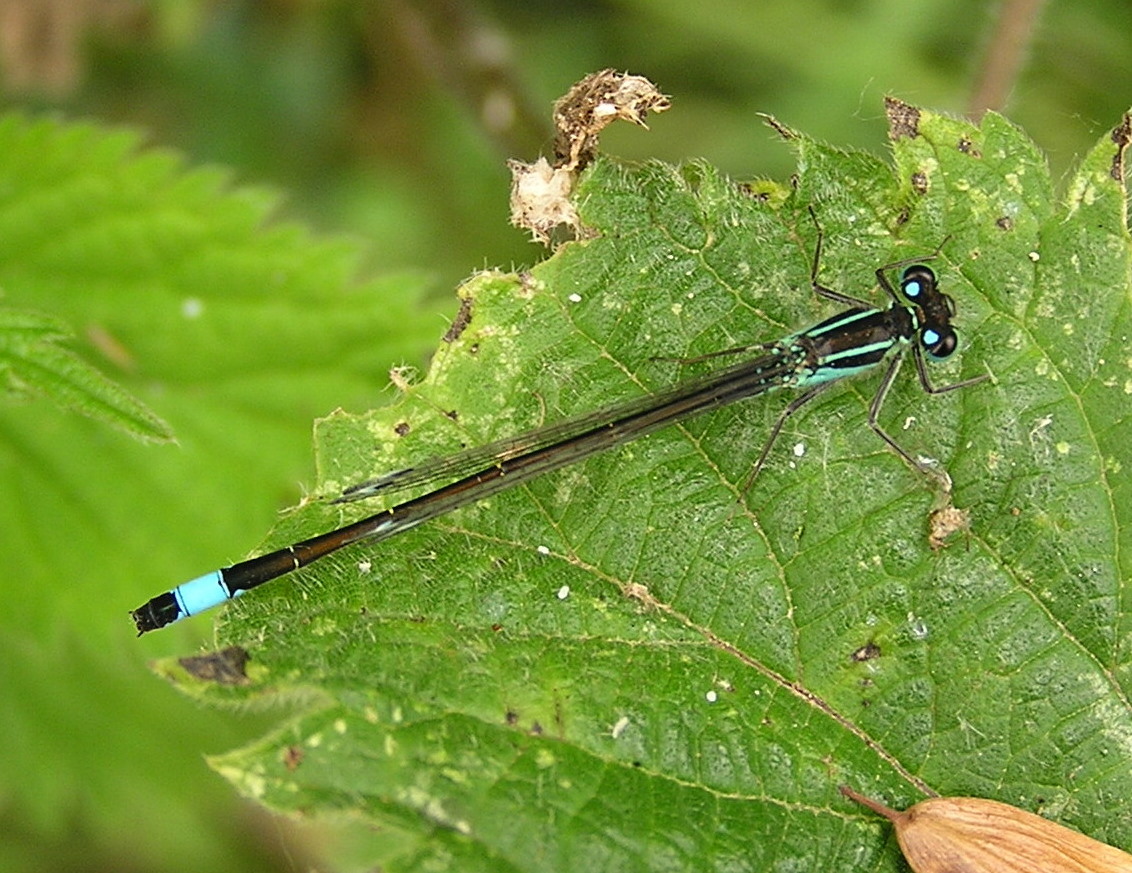Blue-tailed Damselfly | NatureSpot