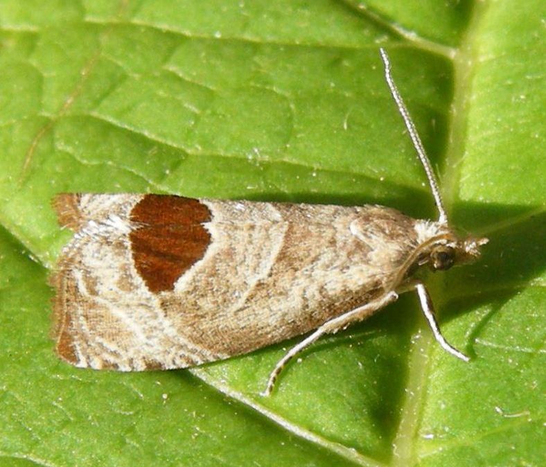 Bramble Shoot Moth | NatureSpot