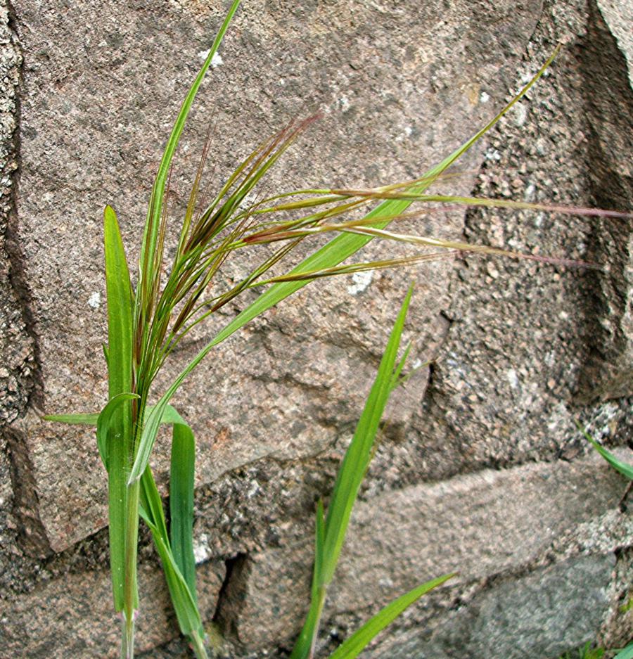 Barren Brome | NatureSpot