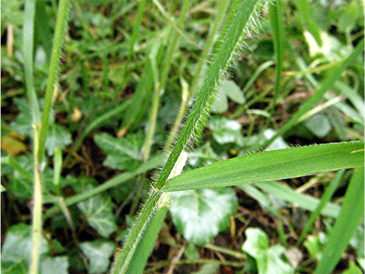 Hairy-brome | NatureSpot