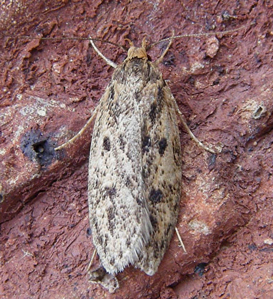 Brown House-moth | NatureSpot