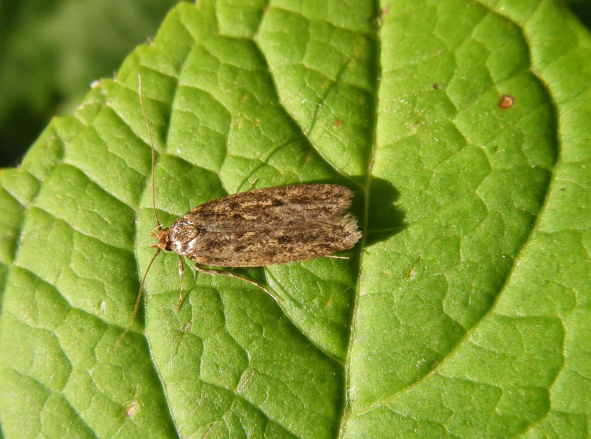 Brown House-moth | NatureSpot