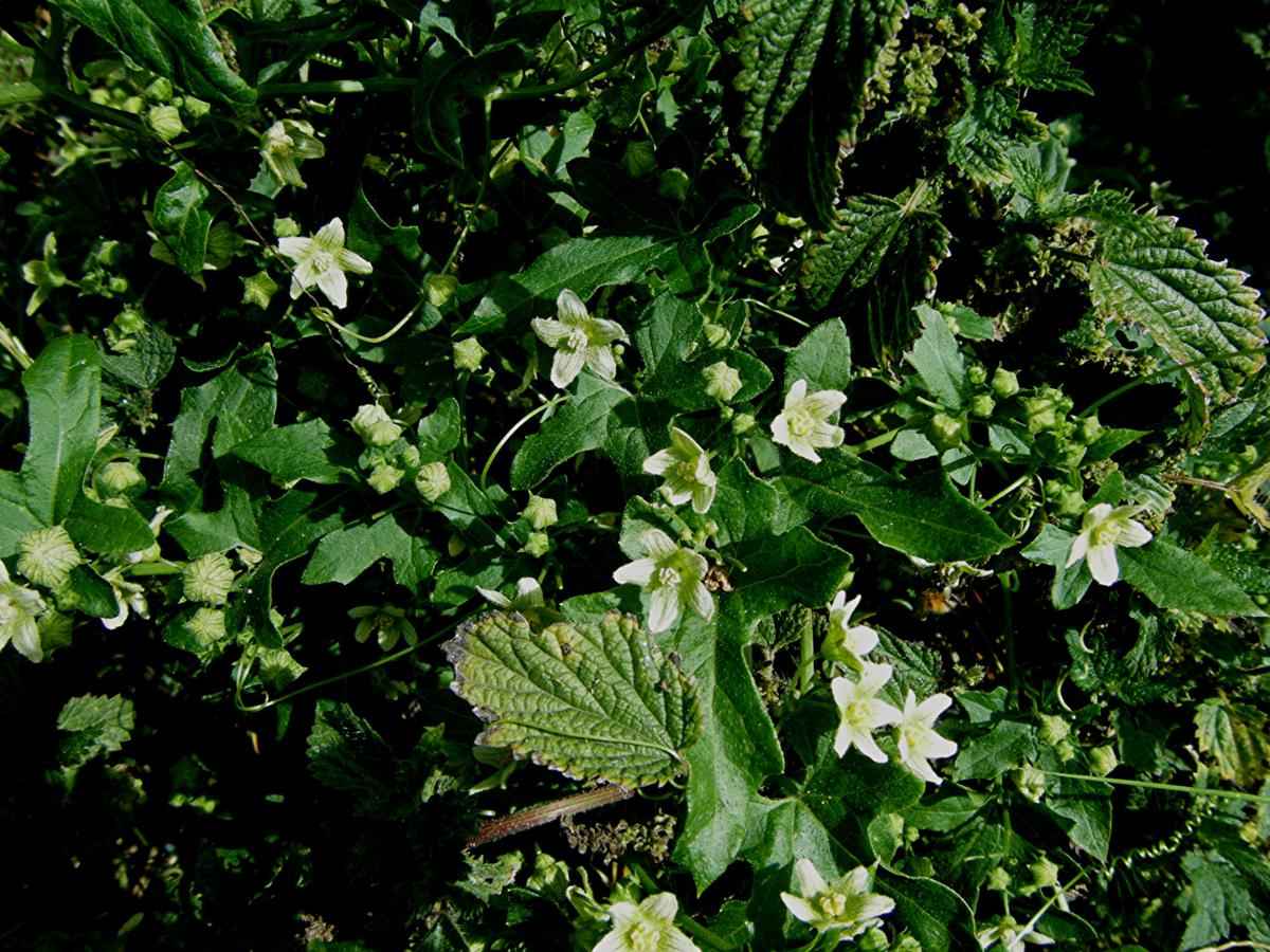 White Bryony | NatureSpot