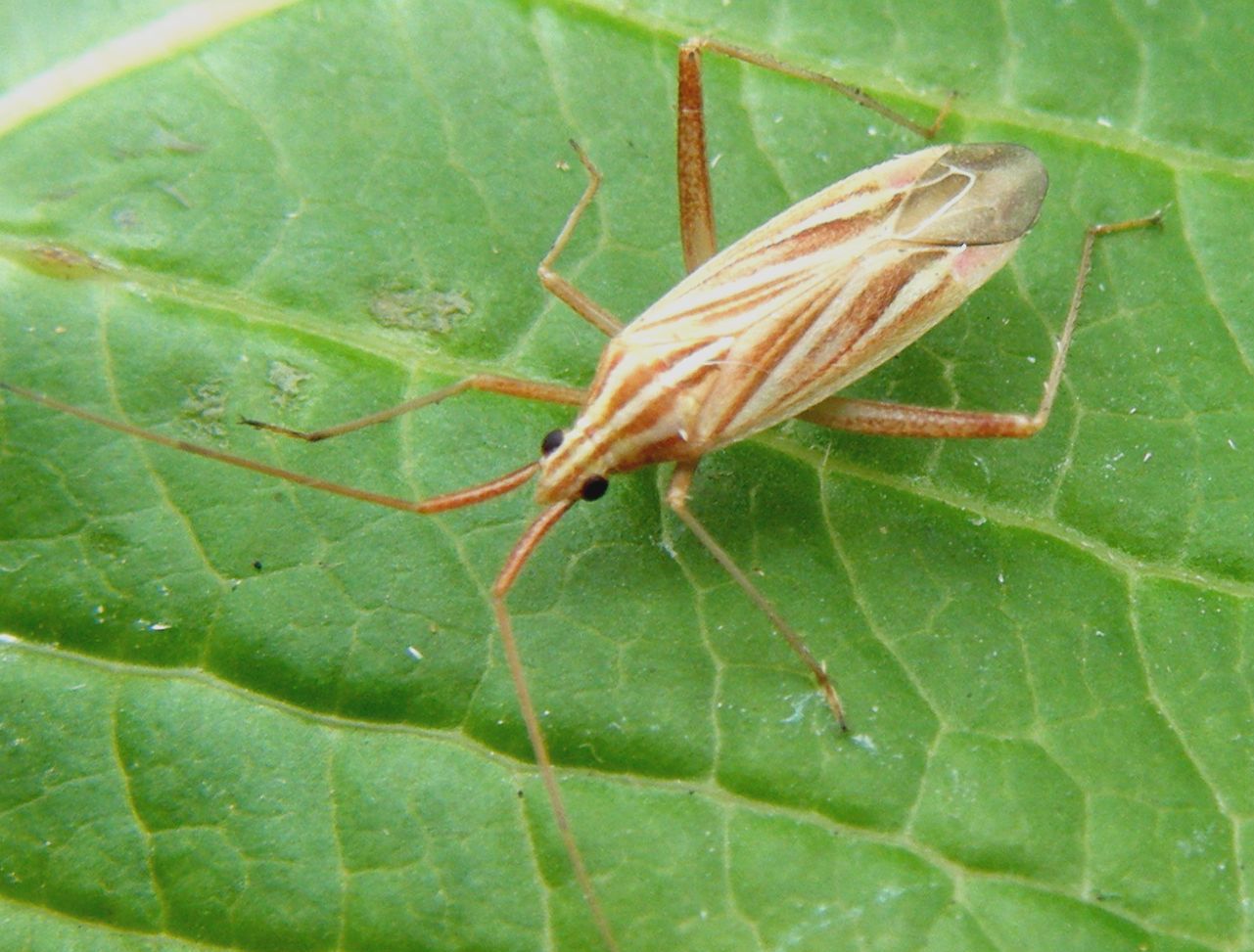 Miridius quadrivirgatus | NatureSpot