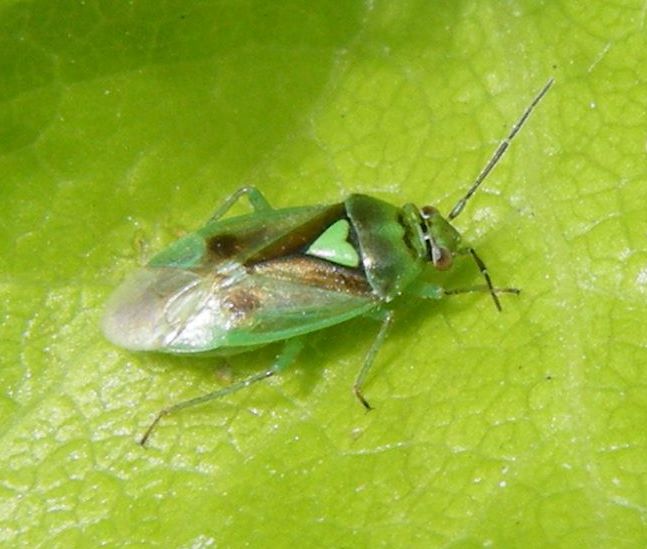 Orthops campestris | NatureSpot