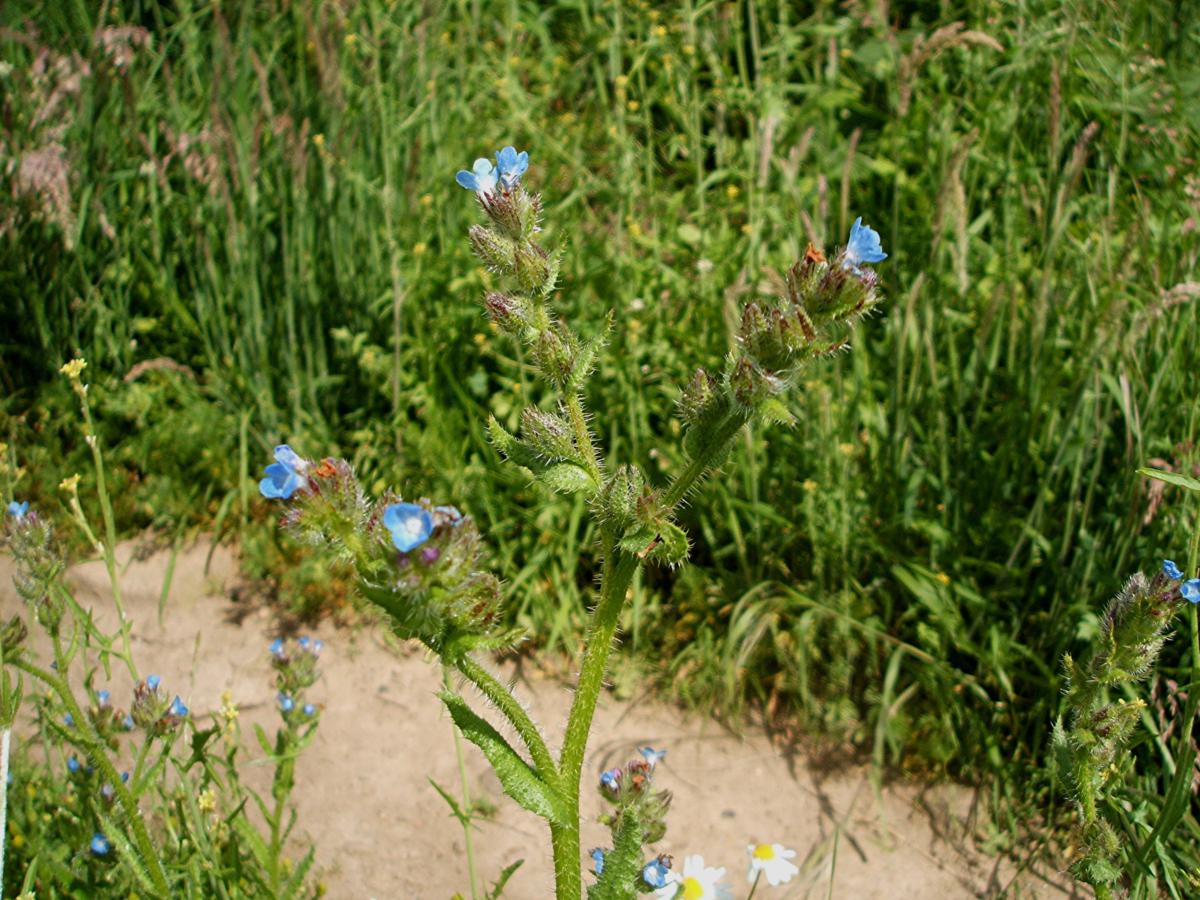 Bugloss | NatureSpot