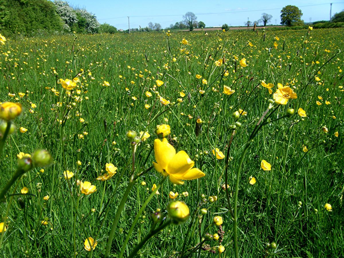 Meadow Buttercup | NatureSpot