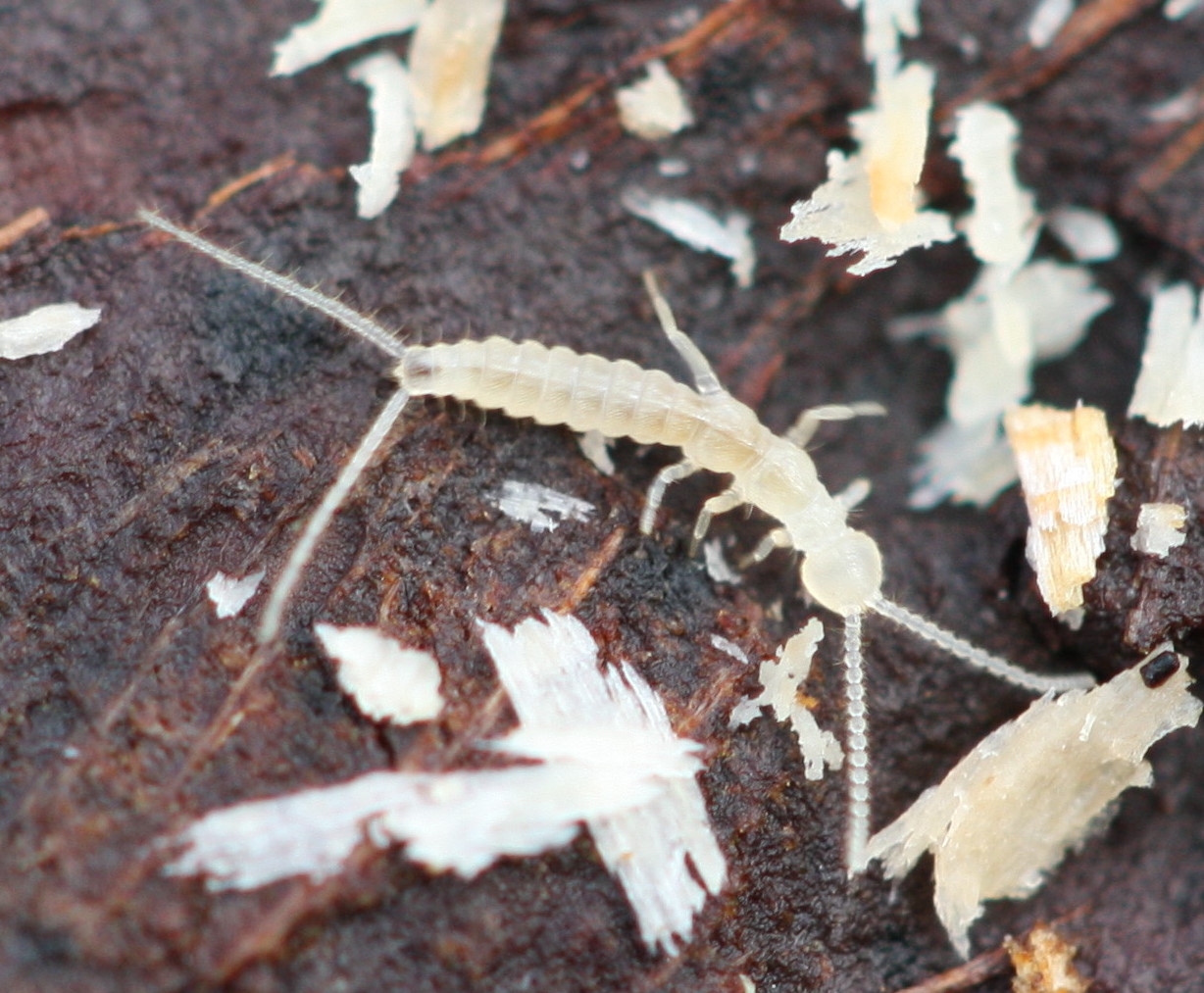 Campodea agg. | NatureSpot