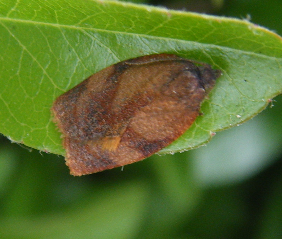 Carnation Tortrix | NatureSpot