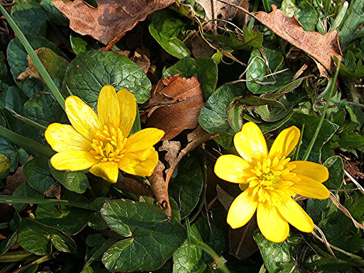 Lesser Celandine | NatureSpot