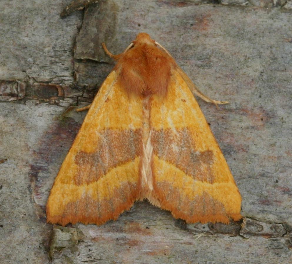 Centre-barred Sallow | NatureSpot