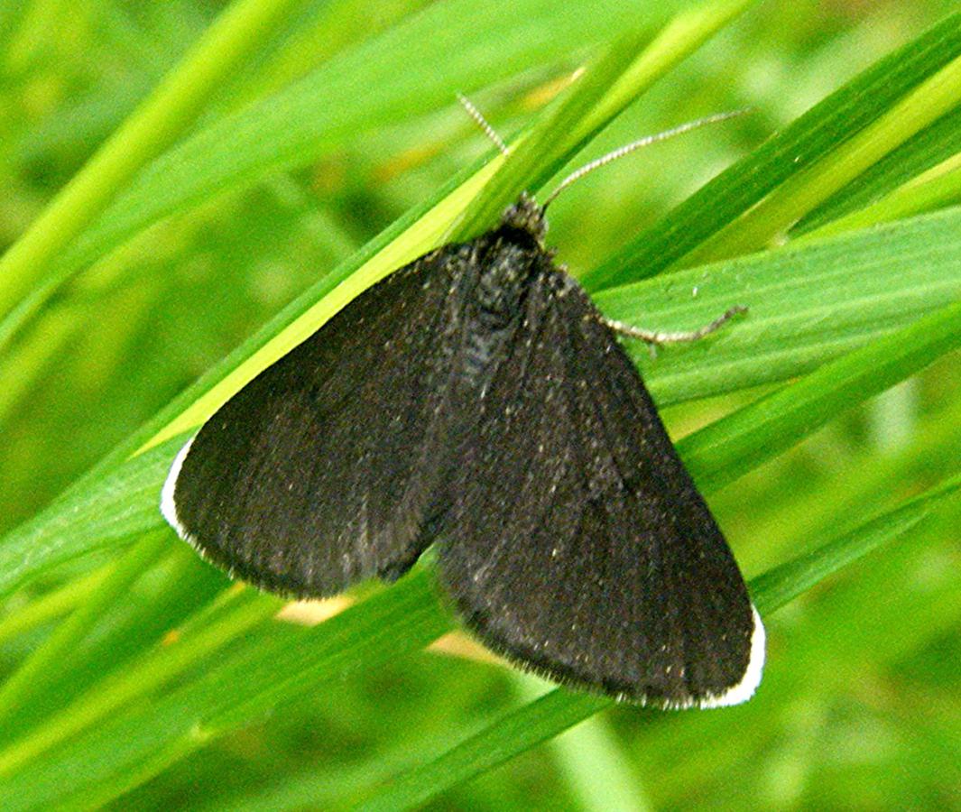 Chimney Sweeper | NatureSpot
