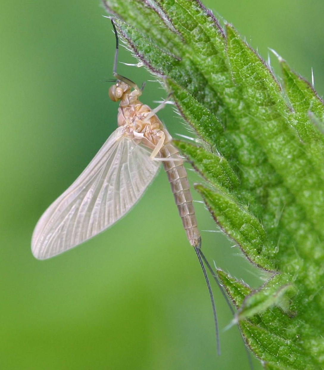 Lake Olive | NatureSpot