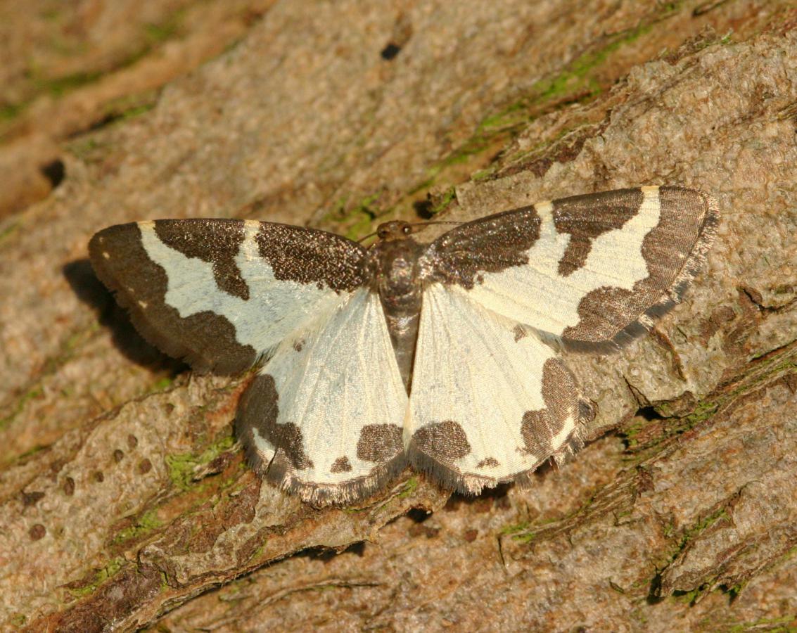 Clouded Border | NatureSpot