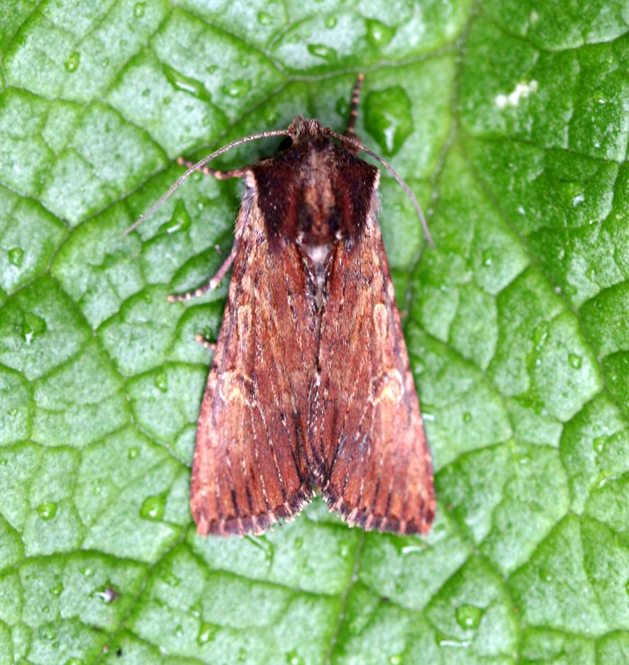Clouded-bordered Brindle | NatureSpot