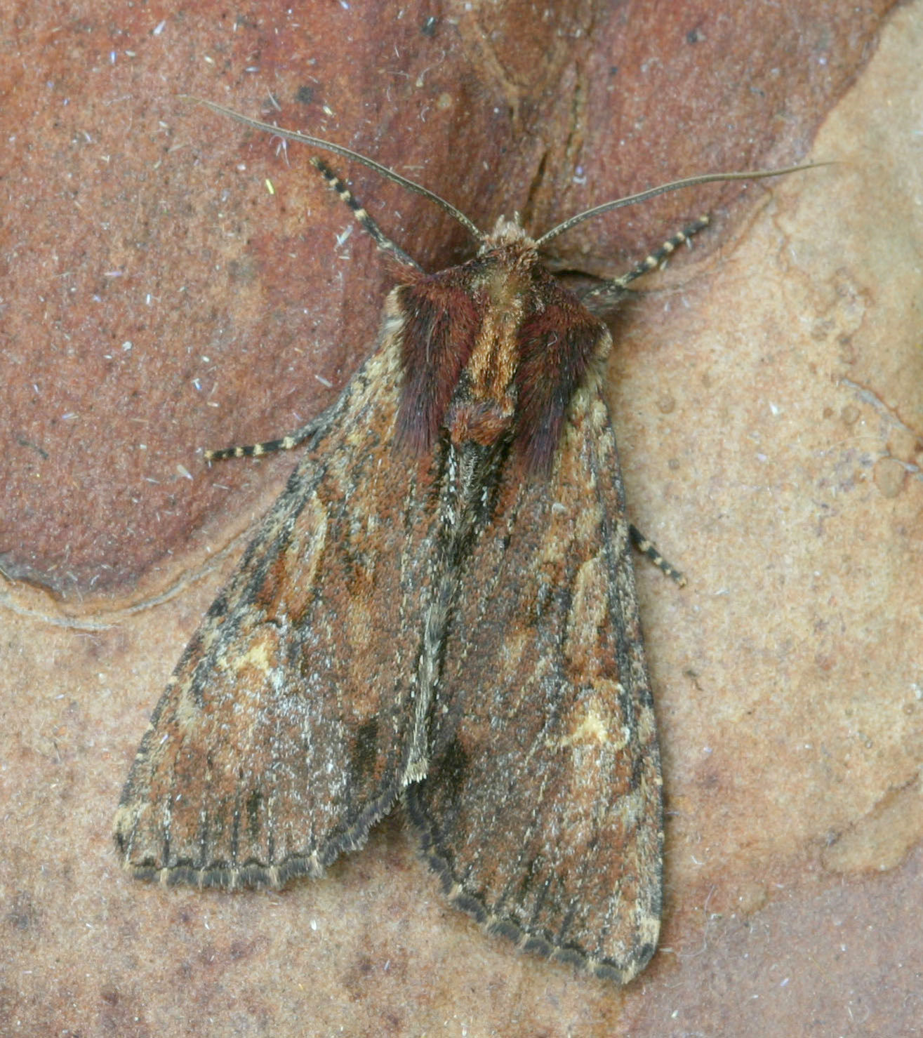 Clouded-bordered Brindle | NatureSpot