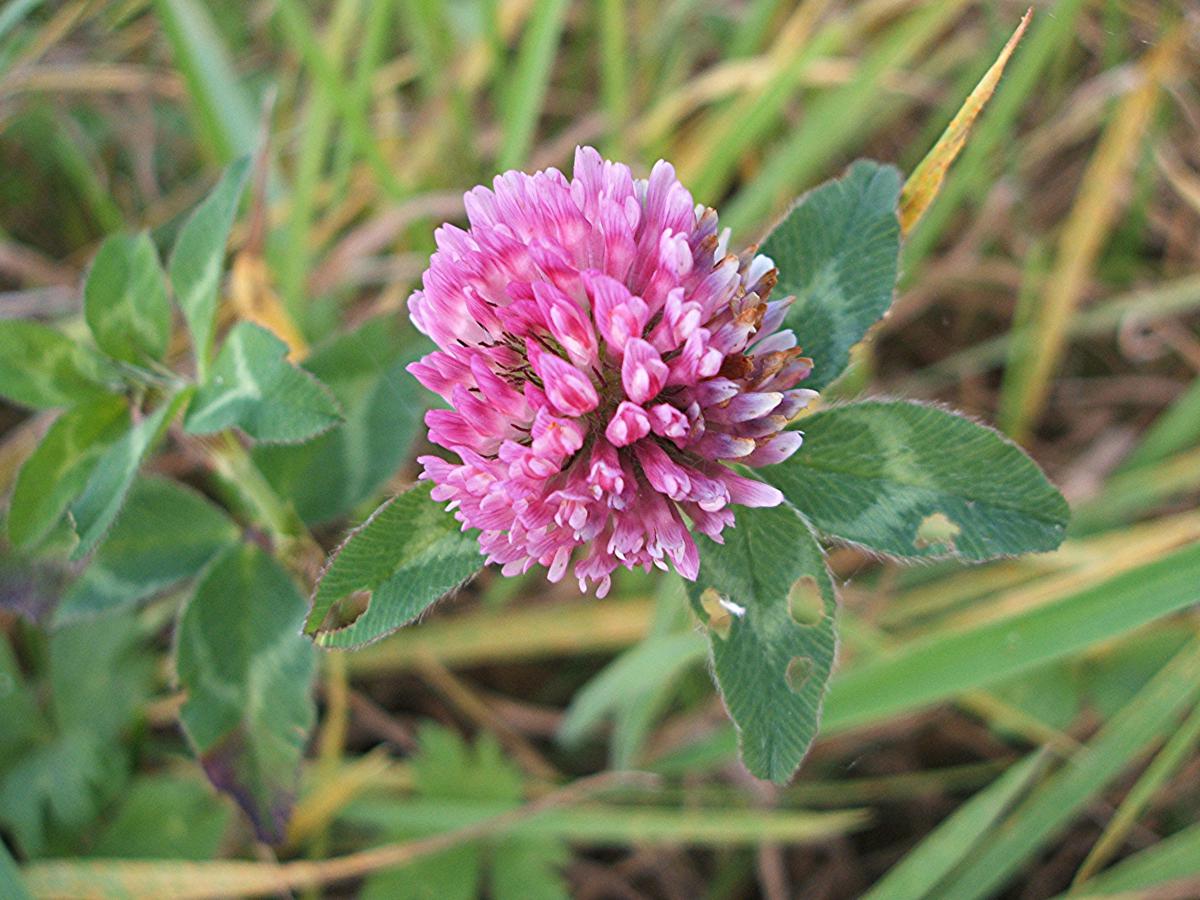 Red Clover | NatureSpot