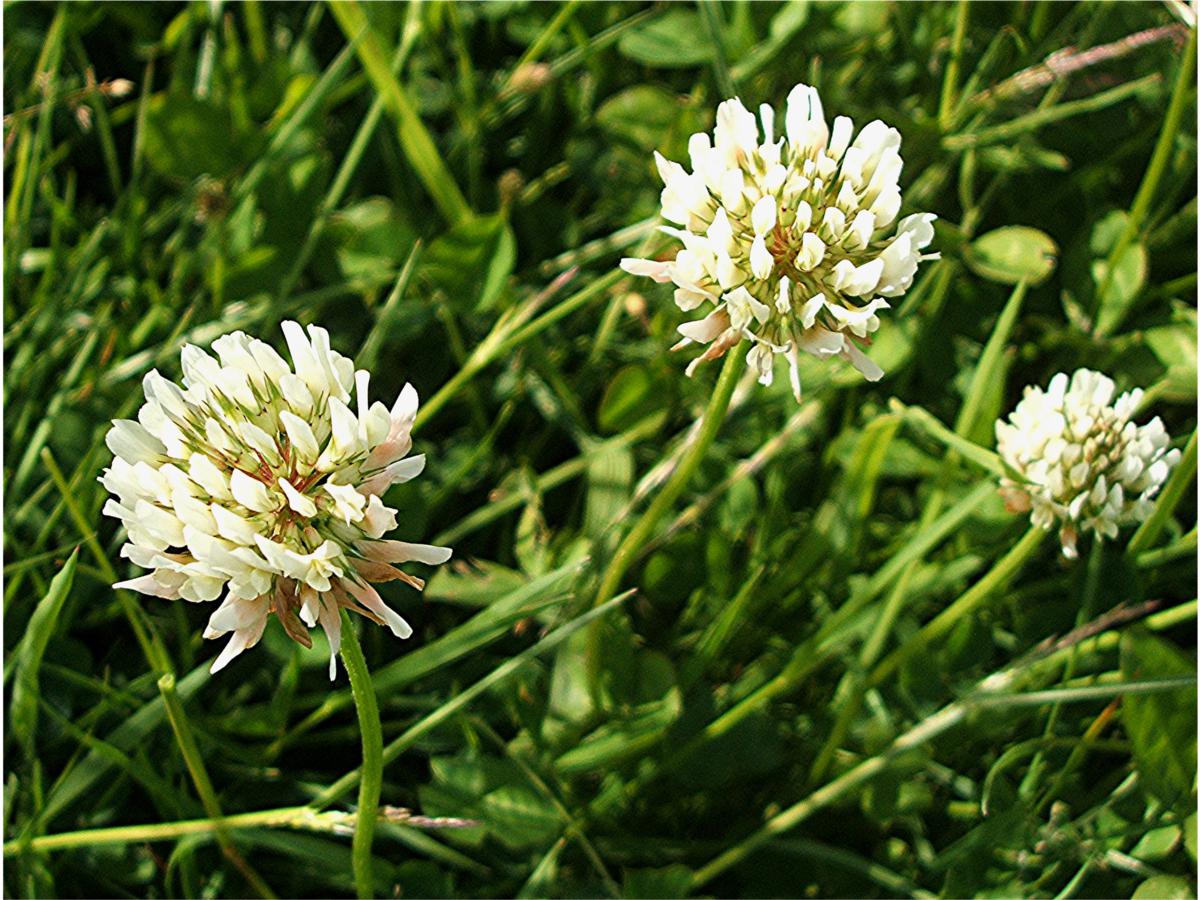 White Clover | NatureSpot