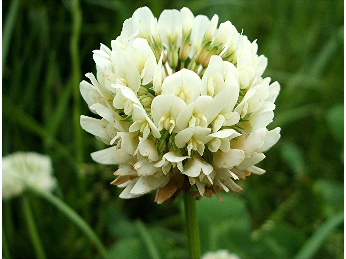 White Clover | NatureSpot